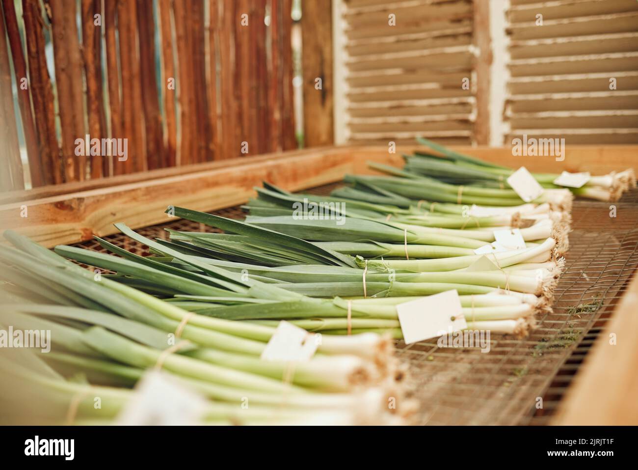 Farm, agriculture and spring onions in the green farming and ...