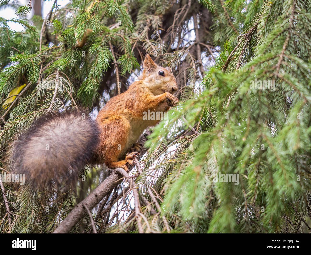 The squirrel with nut sits on tree in the autumn. Eurasian red squirrel ...