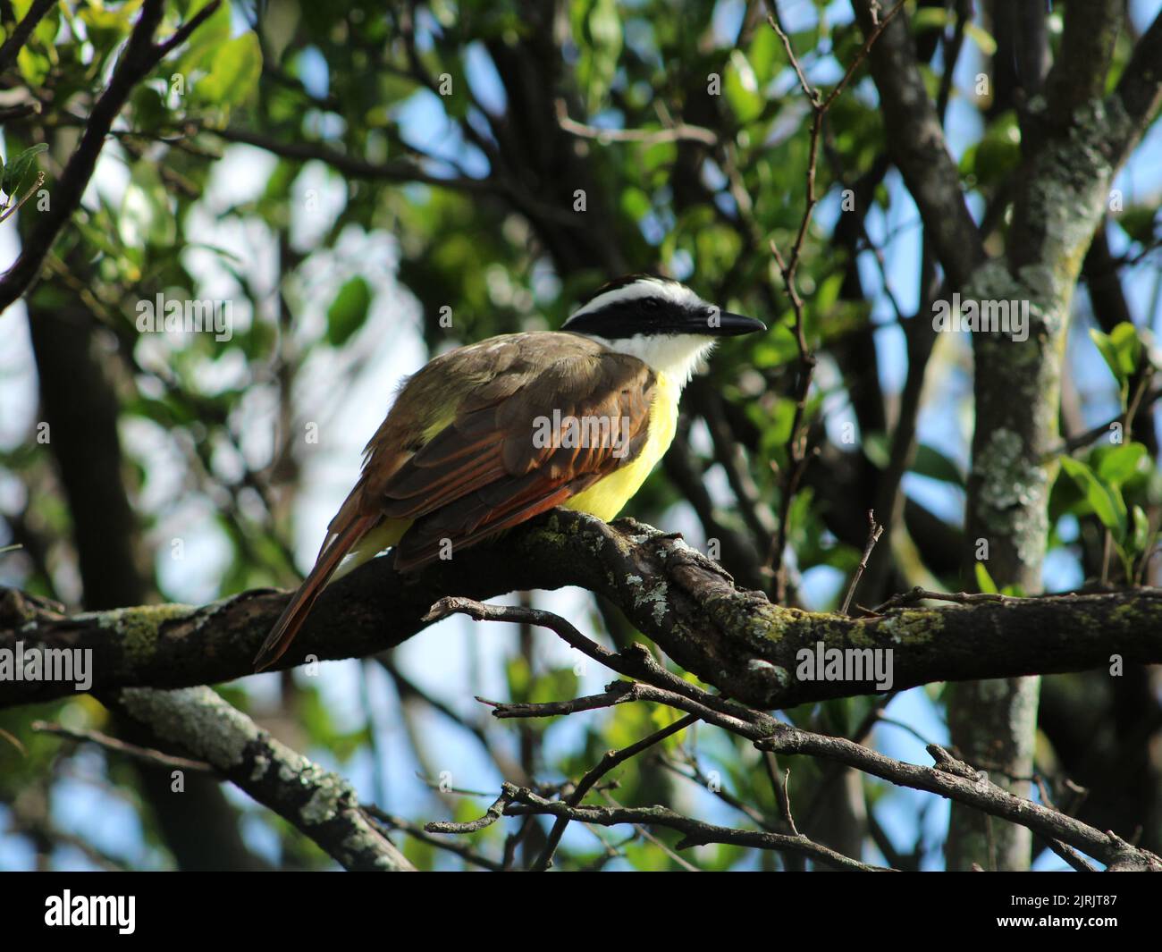 Great kiskadee (Pitangus sulphuratus) on a citrus tree in Costa Rica ...