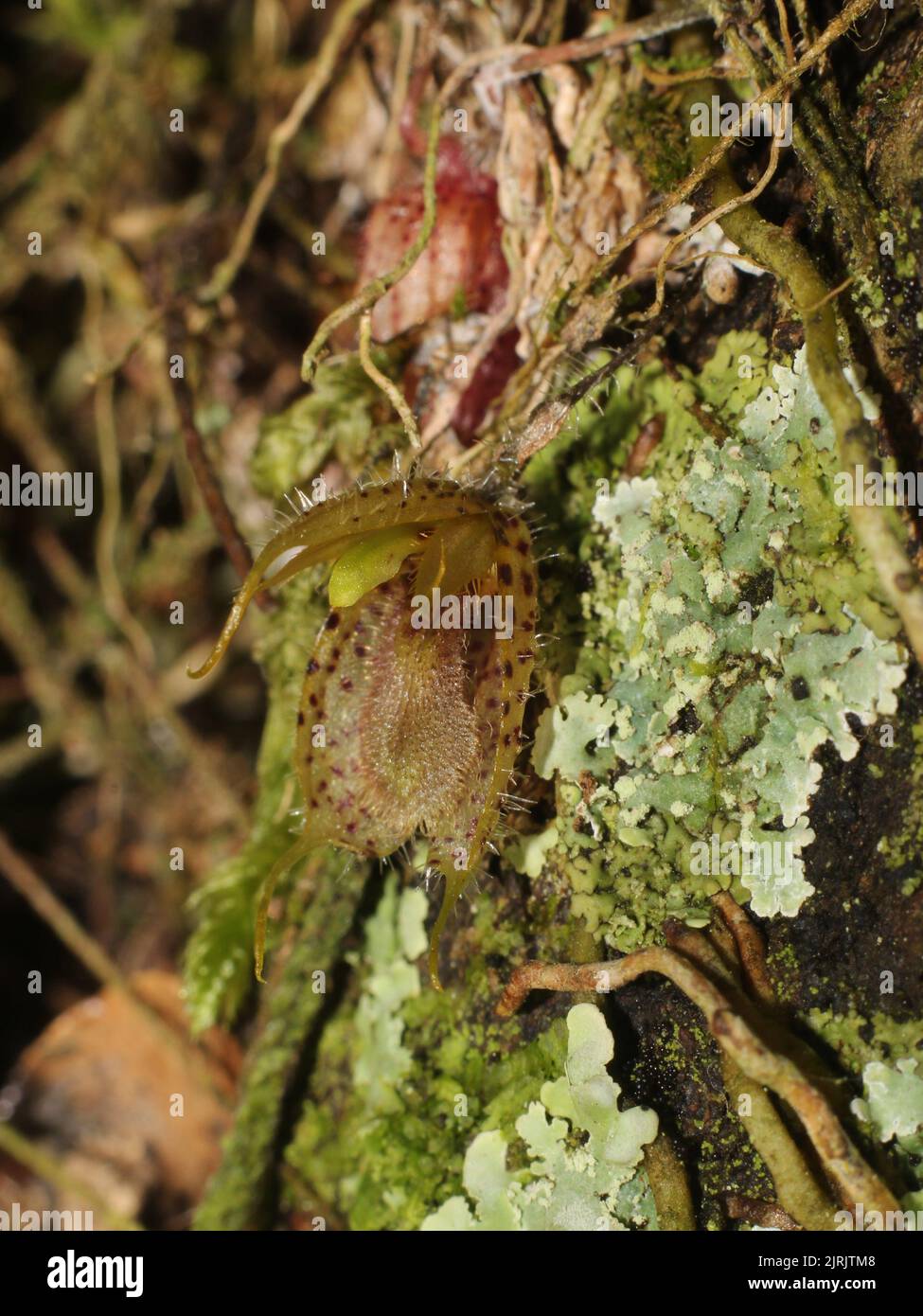 Flower of miniature orchid Muscarella fimbriata Stock Photo - Alamy
