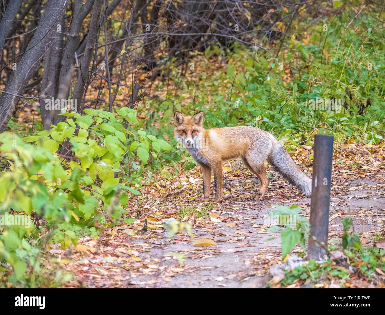 The red fox Vulpes vulpes walks along a path in autumn forest Stock Photo - Alamy
