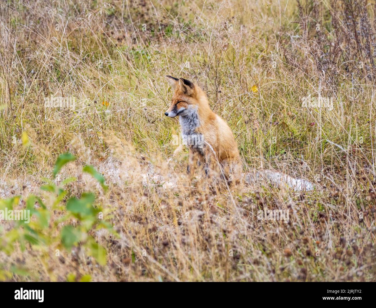 Red fox, Vulpes vulpes, sits on autumn forest path. Close up of a red fox Vulpes vulpes, sitting ...