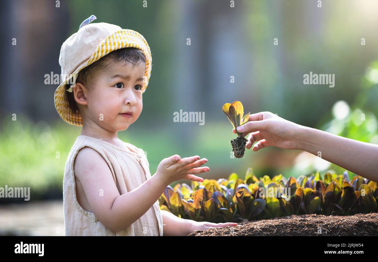 Human hands give saplings to children, environmental protection for the ...