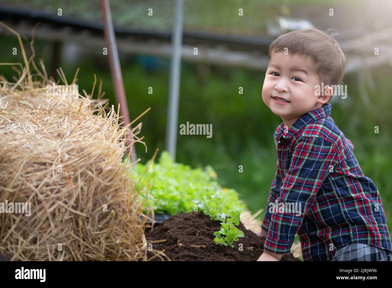 Little farmers live in organic vegetable greenhouses, healthy family ...
