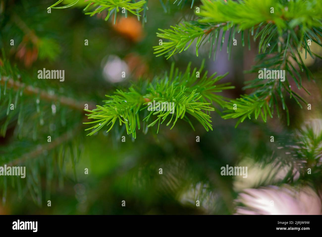 spruce branch of juicy green color in summer after rain Stock Photo - Alamy