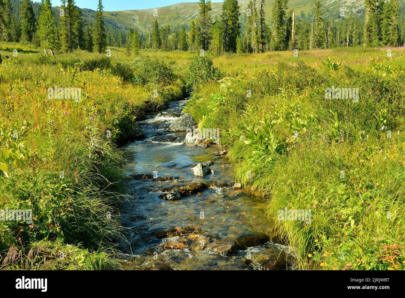 A small stormy river flows through a clearing overgrown with tall grass ...