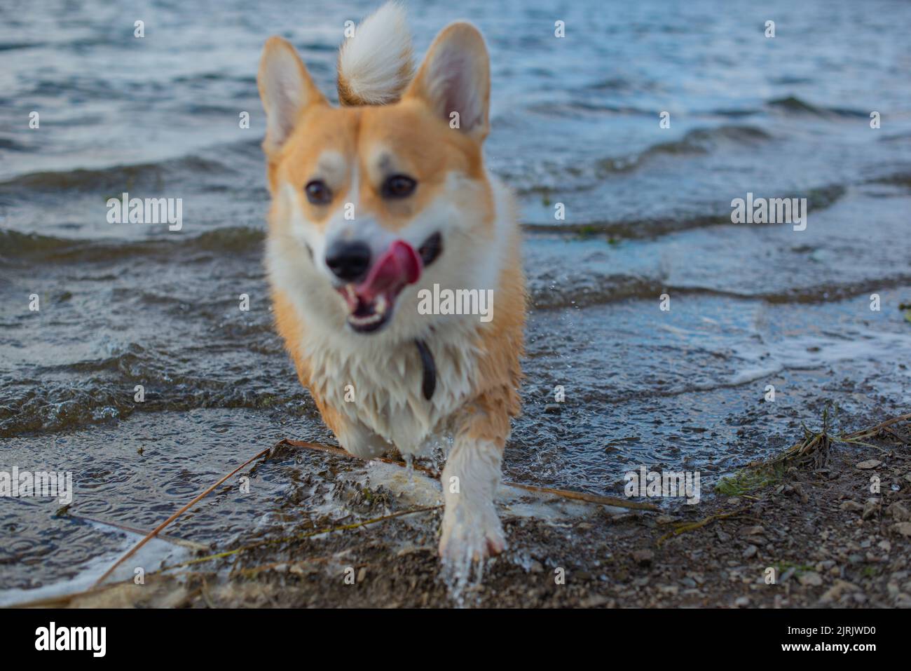 Happy corgi hi-res stock photography and images - Alamy