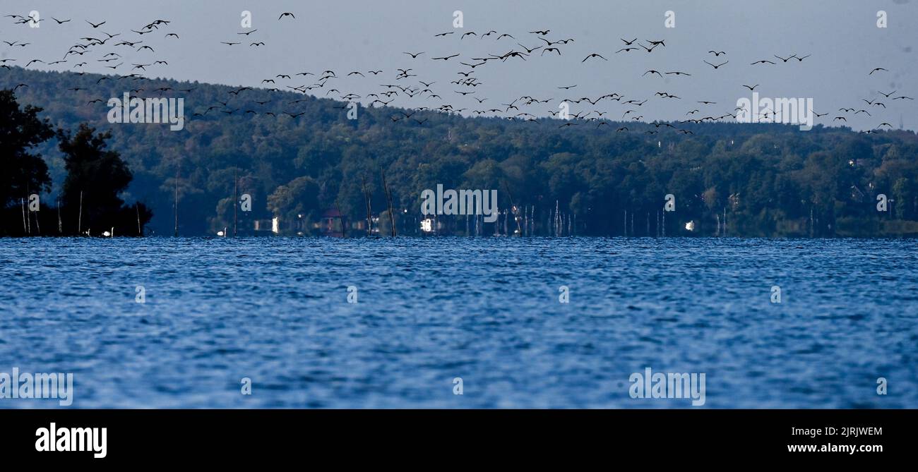 23 August 2022, Brandenburg, Werder (Havel): A flock of cormorants ...
