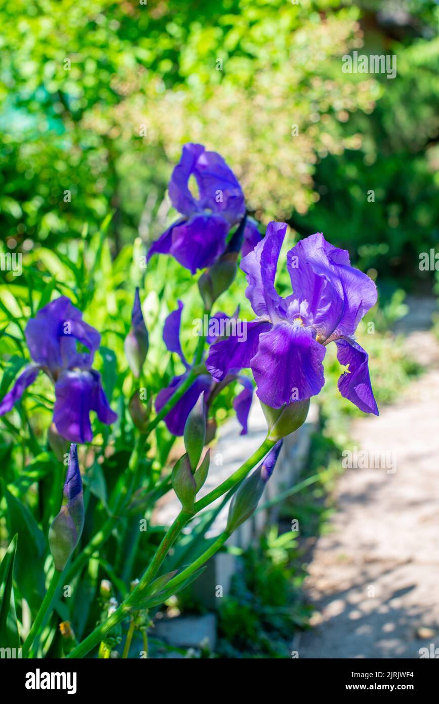 blue irises bloom in the summer on the lawn Stock Photo - Alamy