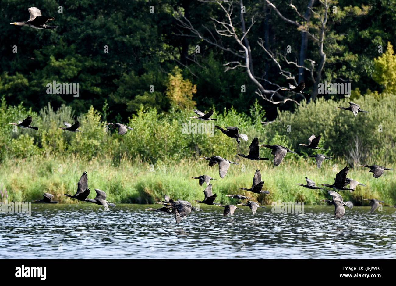 23 August 2022, Brandenburg, Werder (Havel): A flock of cormorants ...