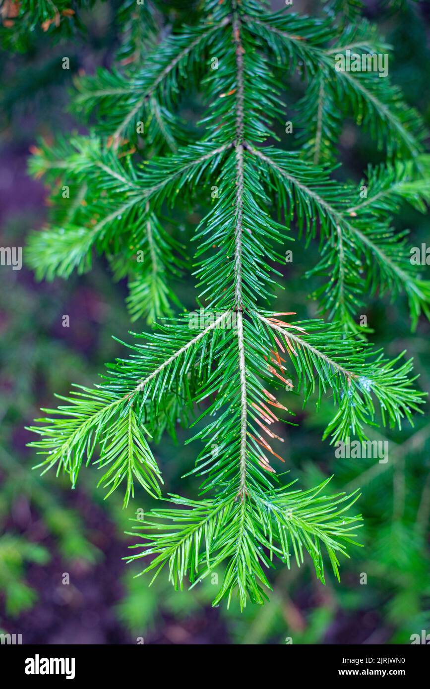 spruce branch of juicy green color in summer after rain Stock Photo - Alamy