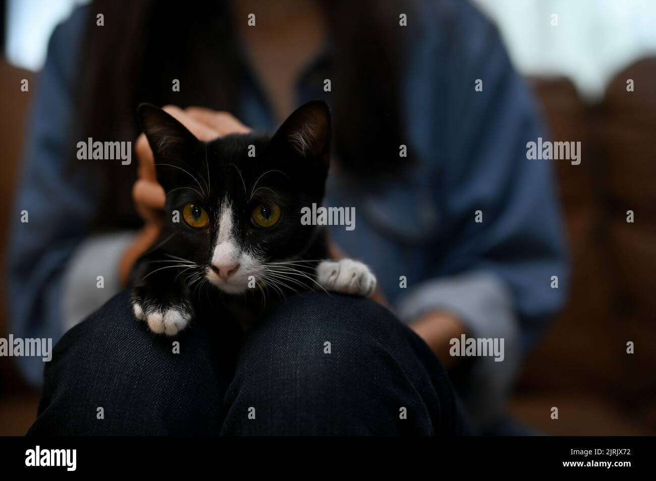 An adorable and calm black cat laying on a female lap. Black cat or ...