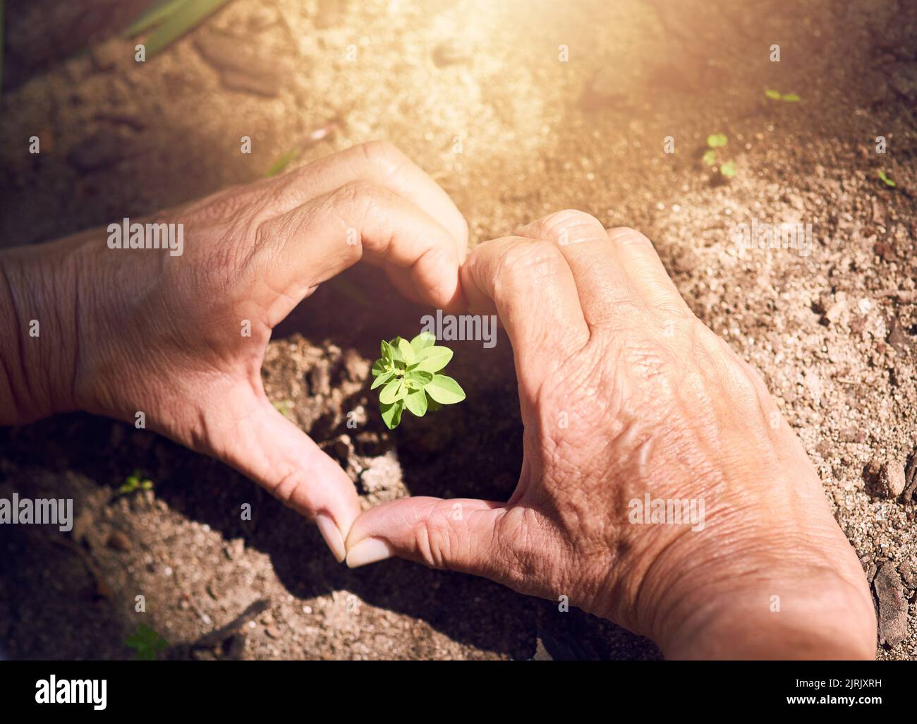 Grown with love. a woman making a heart shape around a plant sprouting ...