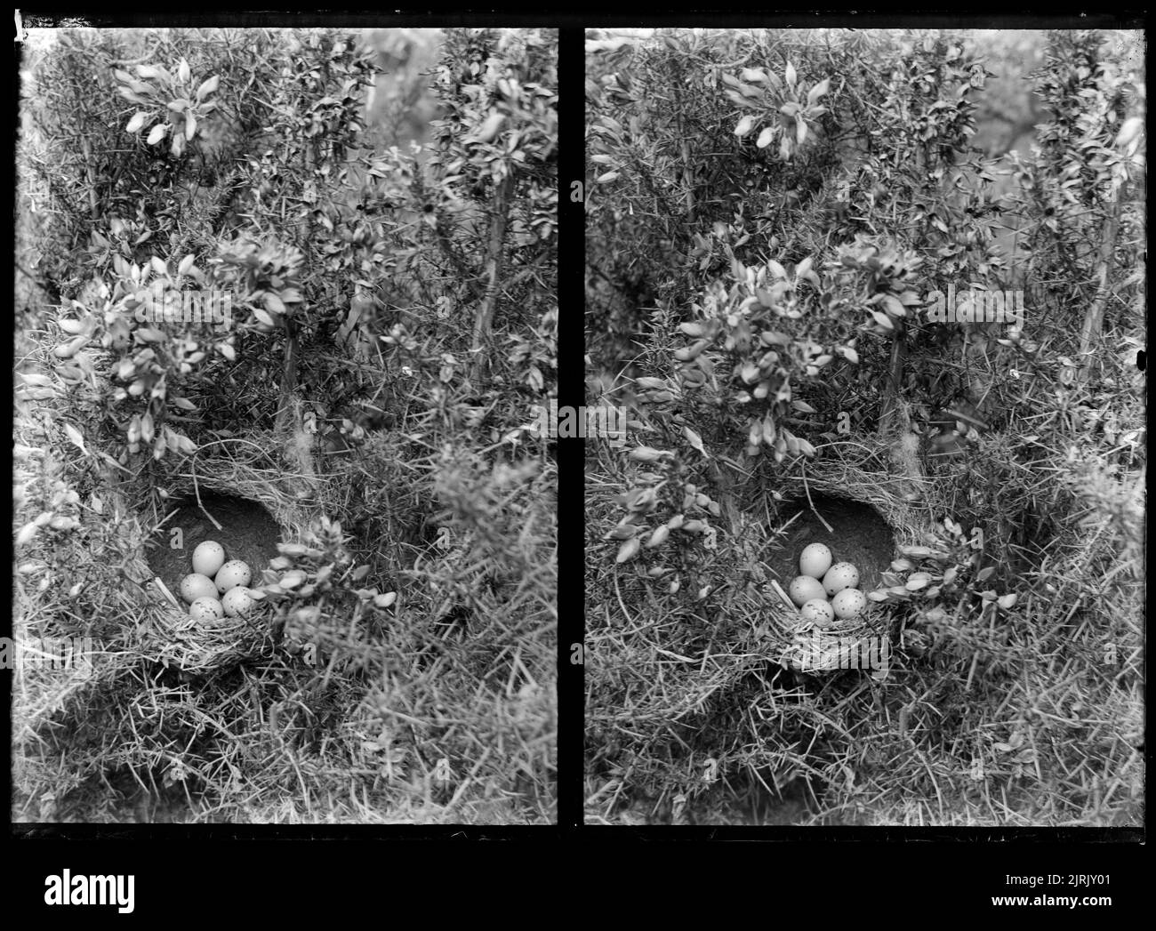 Birds nest, 1880-1925, New Zealand, by Crombie and Permin Stock Photo ...