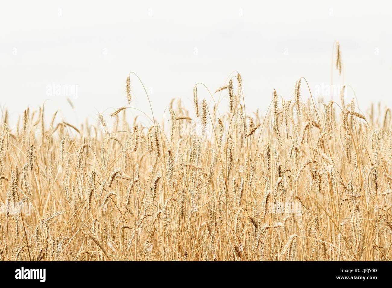 Dry ripe rye spicas of meadow field. Rural scenery, natural background ...