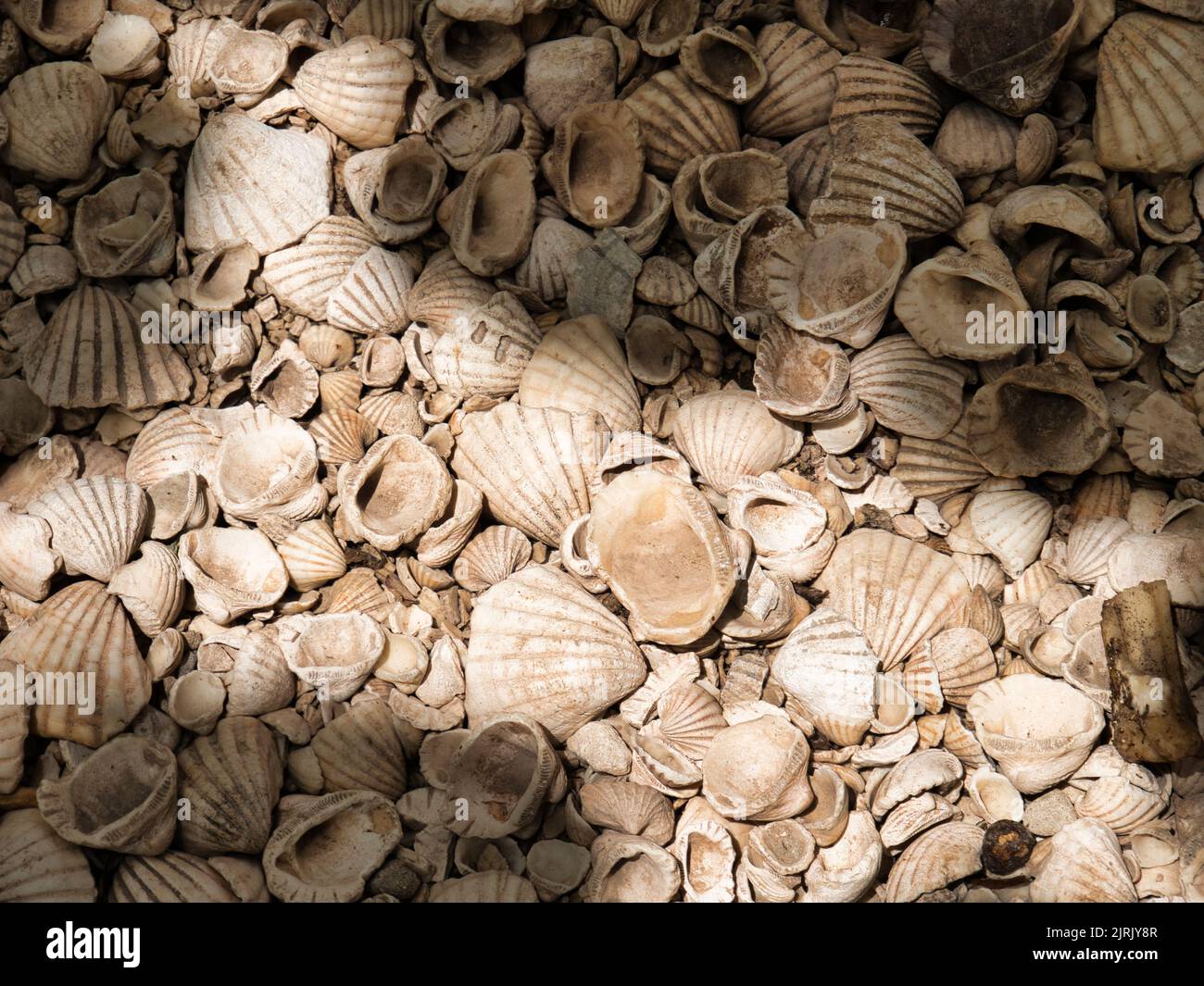 Singular shells hi-res stock photography and images - Alamy