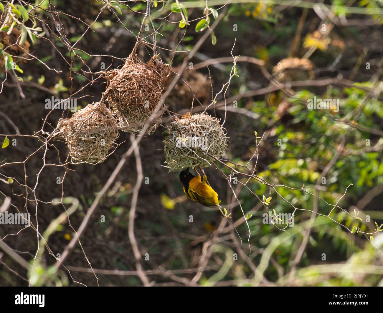 A golden backed weaver making a nest, hanging upside down Stock Photo ...