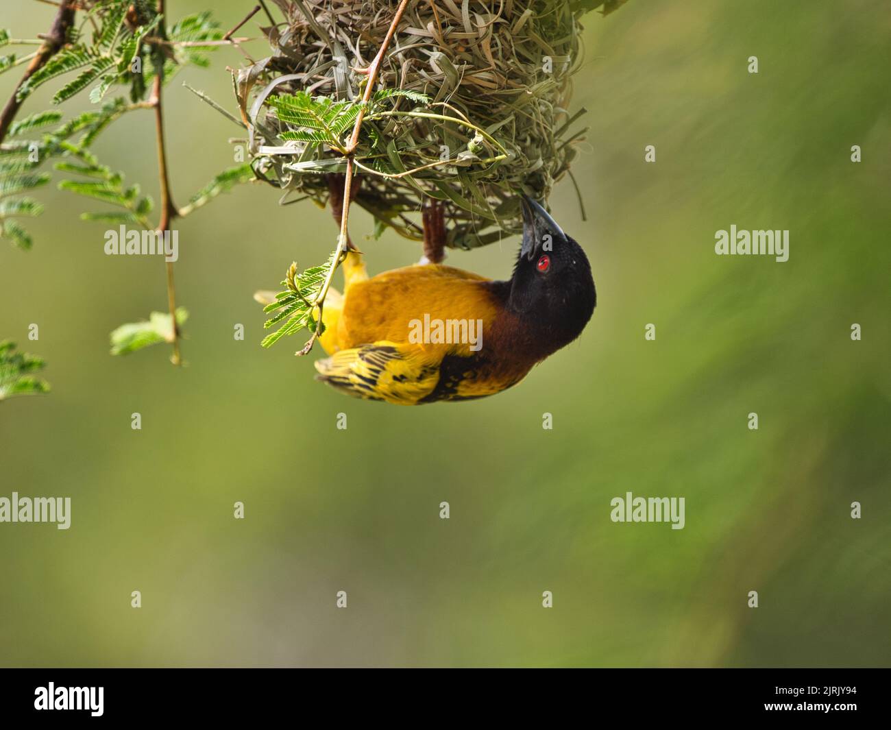 A golden backed weaver making a nest, hanging upside down Stock Photo ...