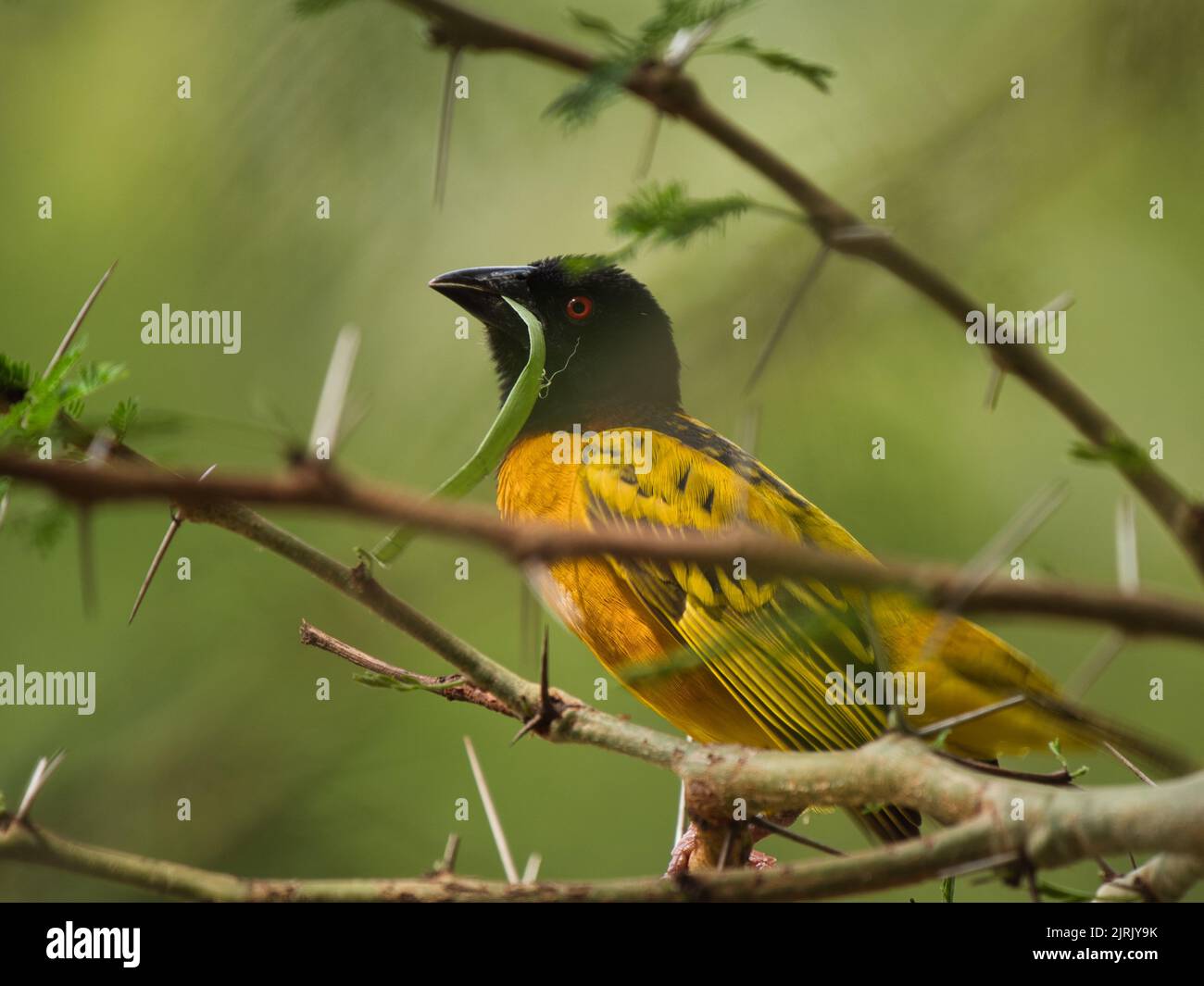 A golden backed weaver making a nest, hanging upside down Stock Photo ...