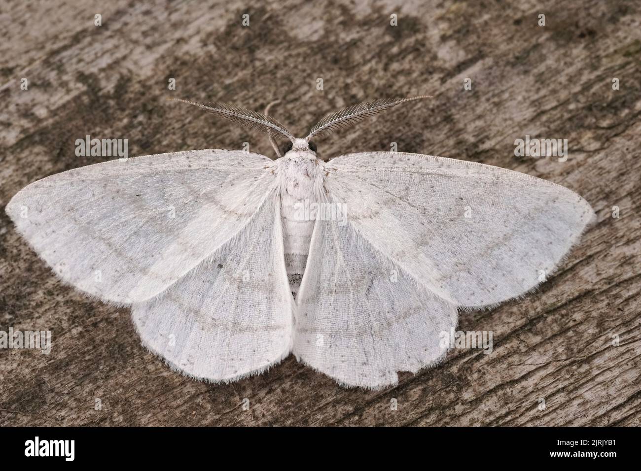 Detailed closeup on the Common White Wave geometer moth, Cabera pusaria ...