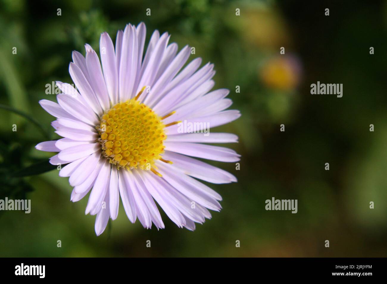 Symphyotri hi-res stock photography and images - Alamy