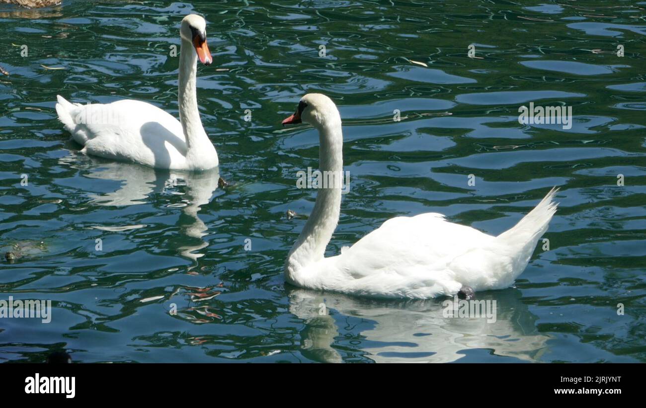 Los Angeles, California, USA 24th August 2022 Swans in Lake near ...