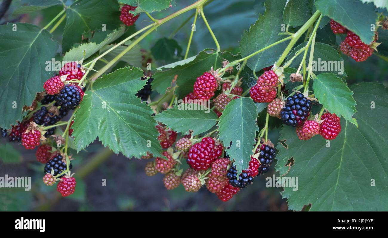 A bunch of fresh blackberries in the farm that are gradually ripening ...