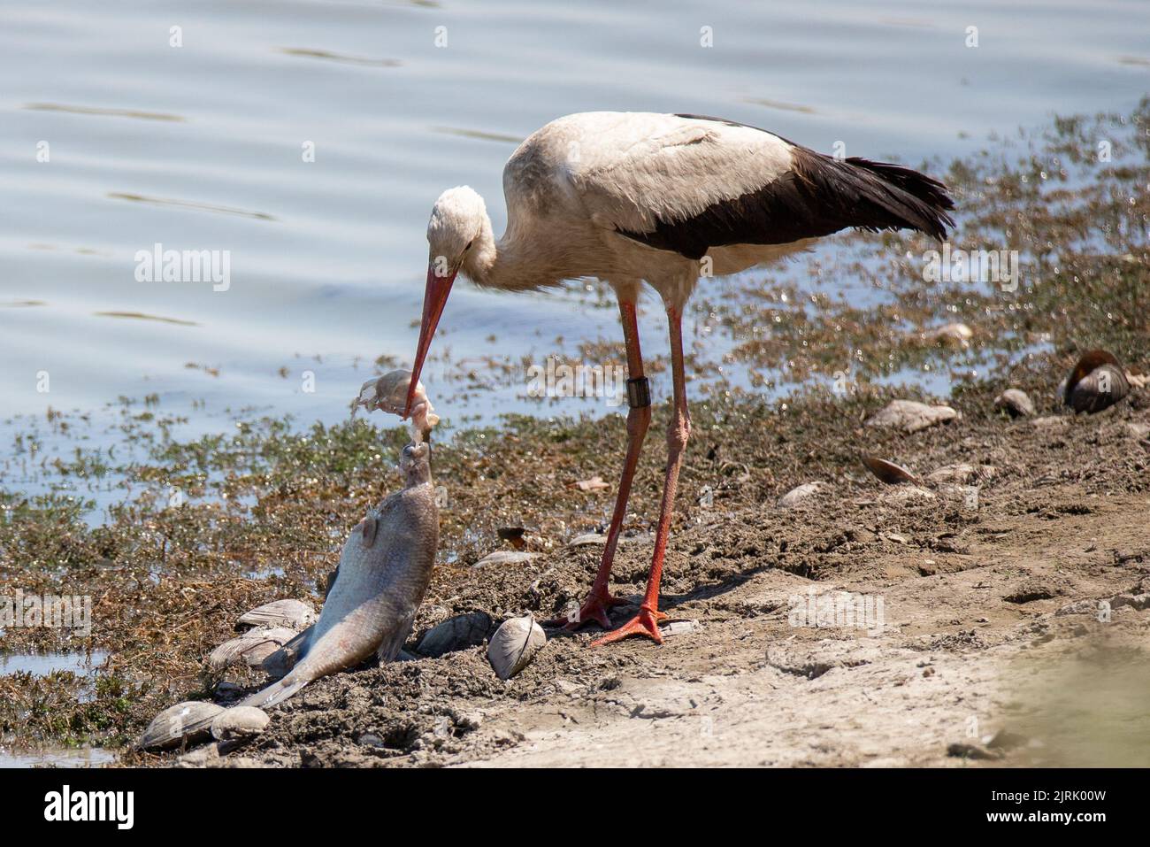 A white stork eating a fish on the shore, catching Stock Photo - Alamy
