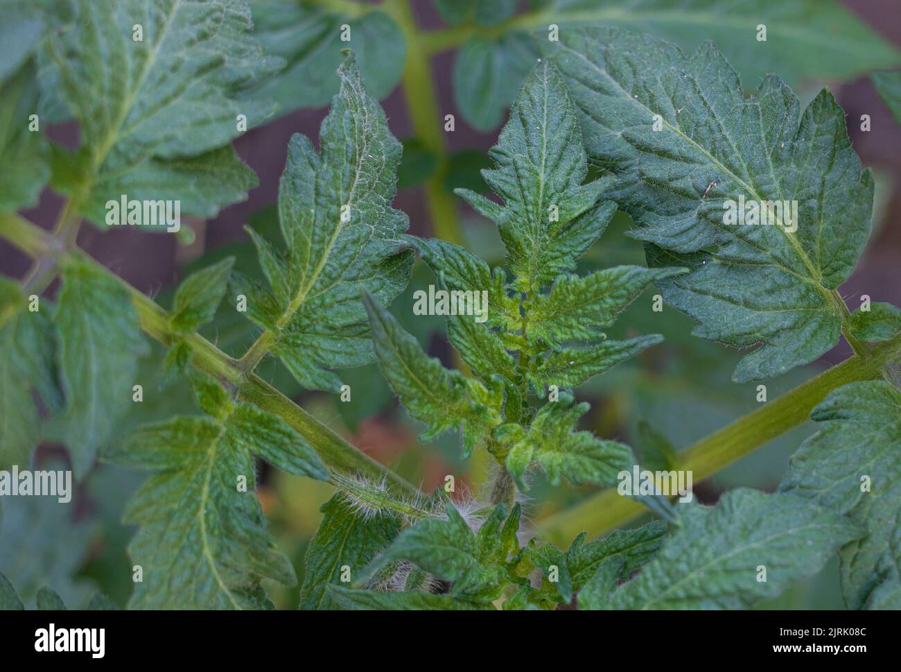 Macro shot of a tomato plant leaf close up - Concept for growing ...