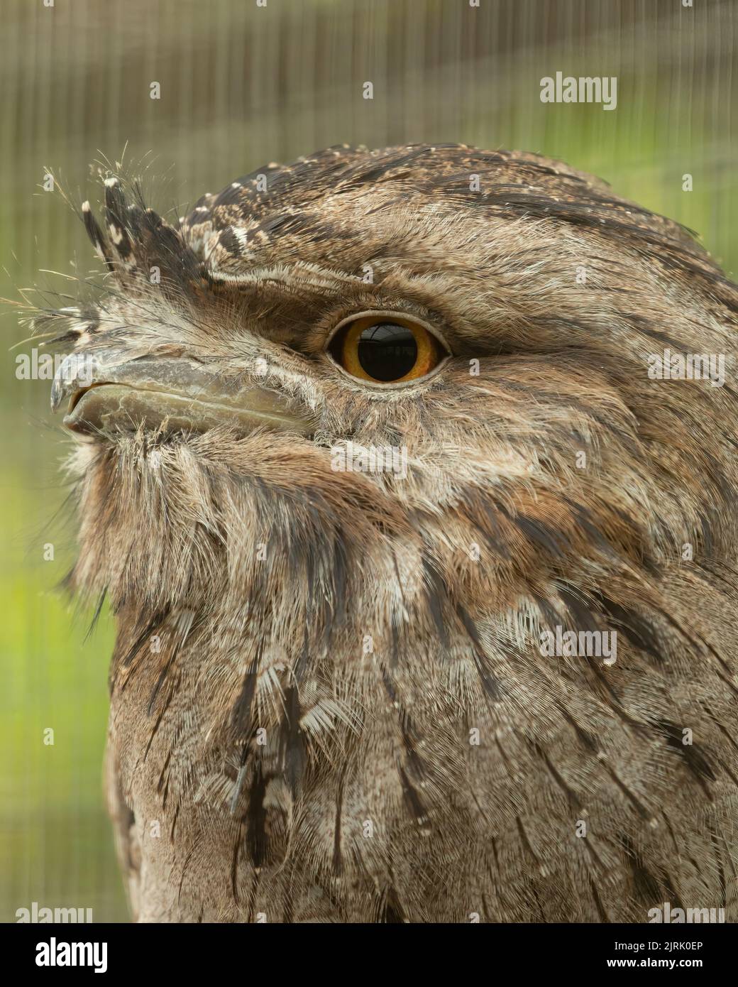 The head of a cute Tawny Frogmouth (Podargus strigoides) in closeup ...