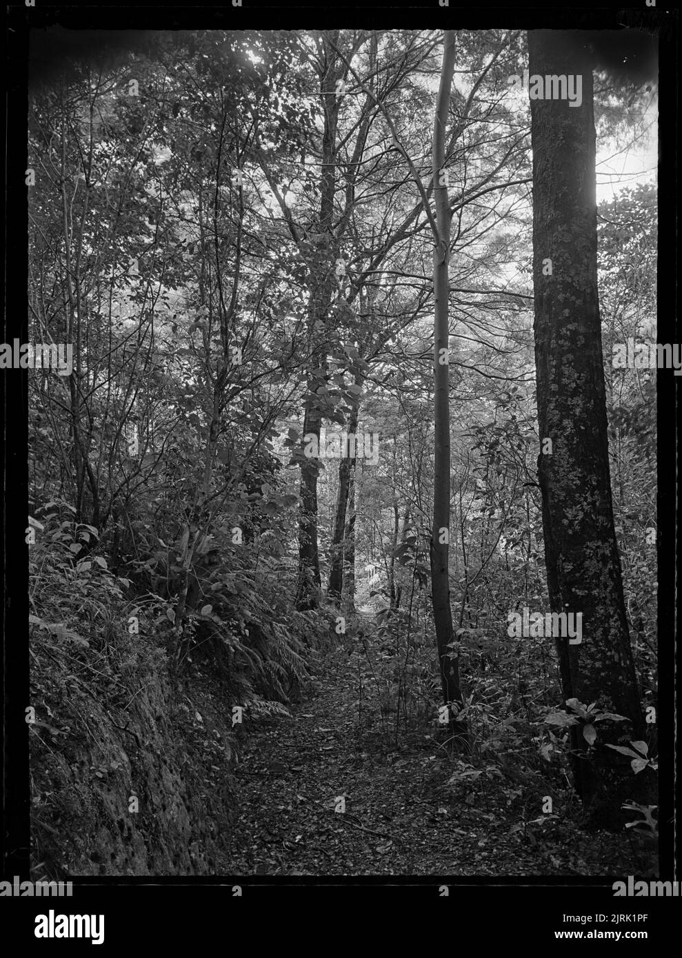 Path through the bush, by J.W. Chapman-Taylor Stock Photo - Alamy