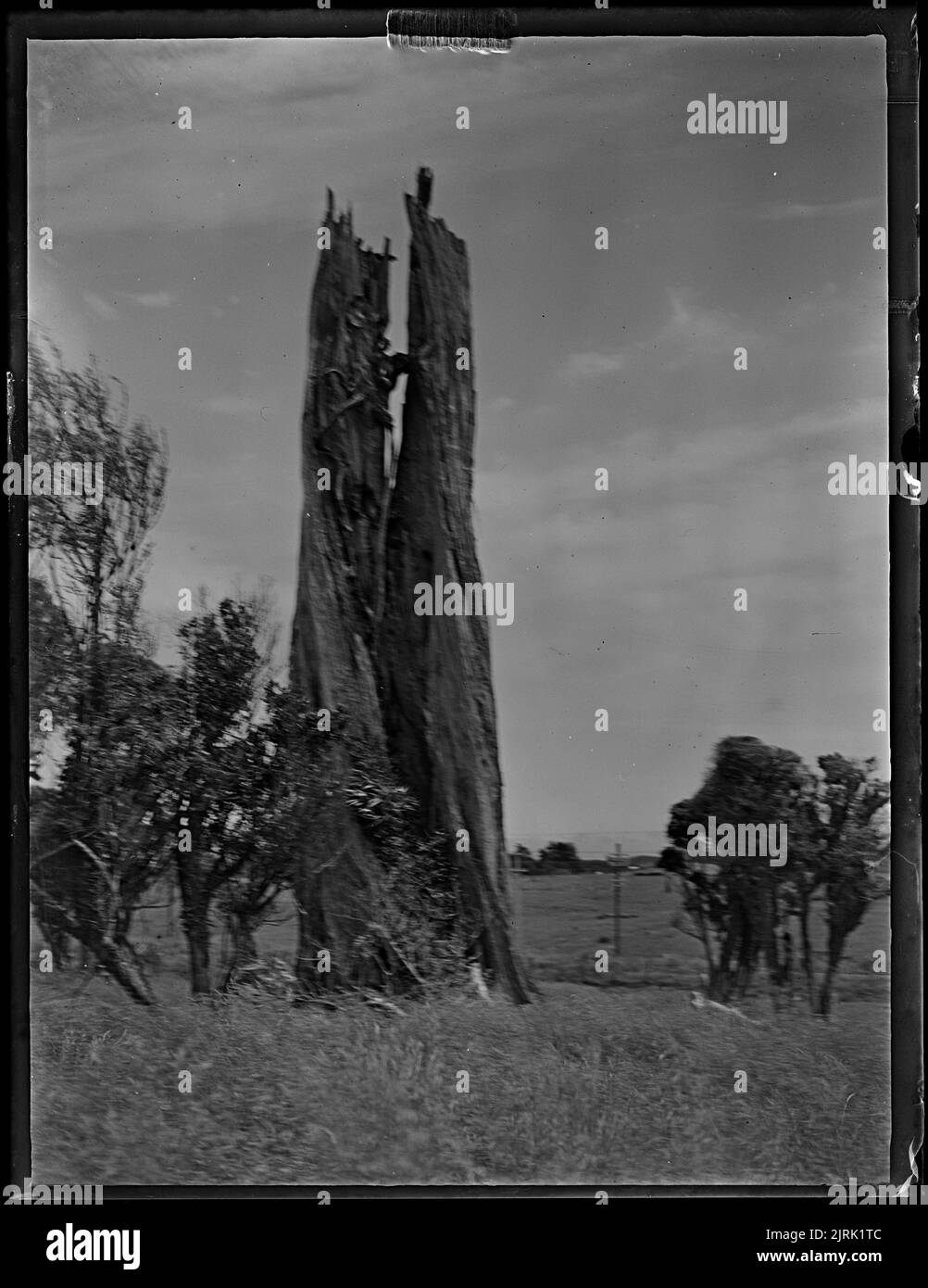 Wooden tree stump, by J.W. Chapman-Taylor Stock Photo - Alamy