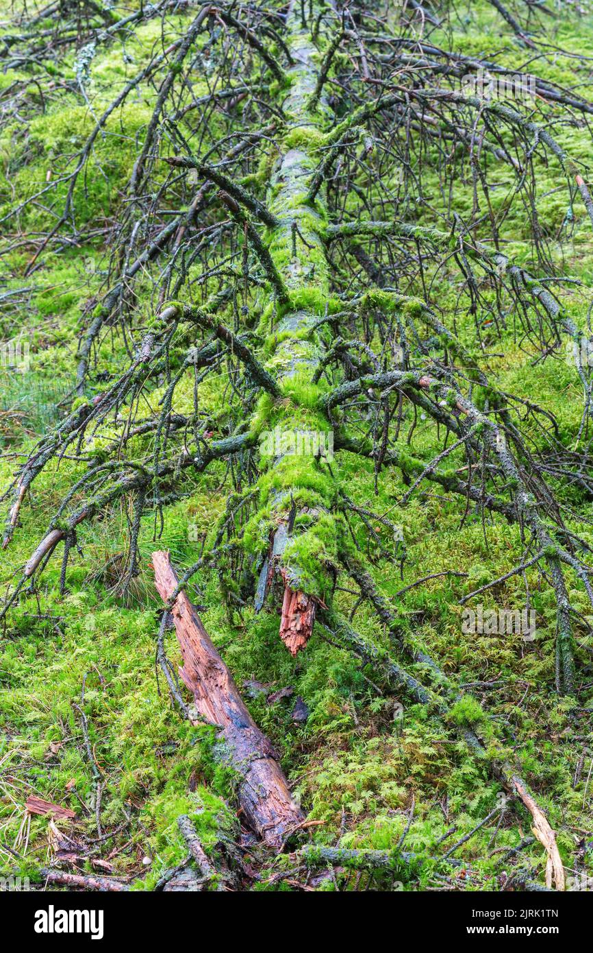 Old spruce tree lying on the ground Stock Photo - Alamy