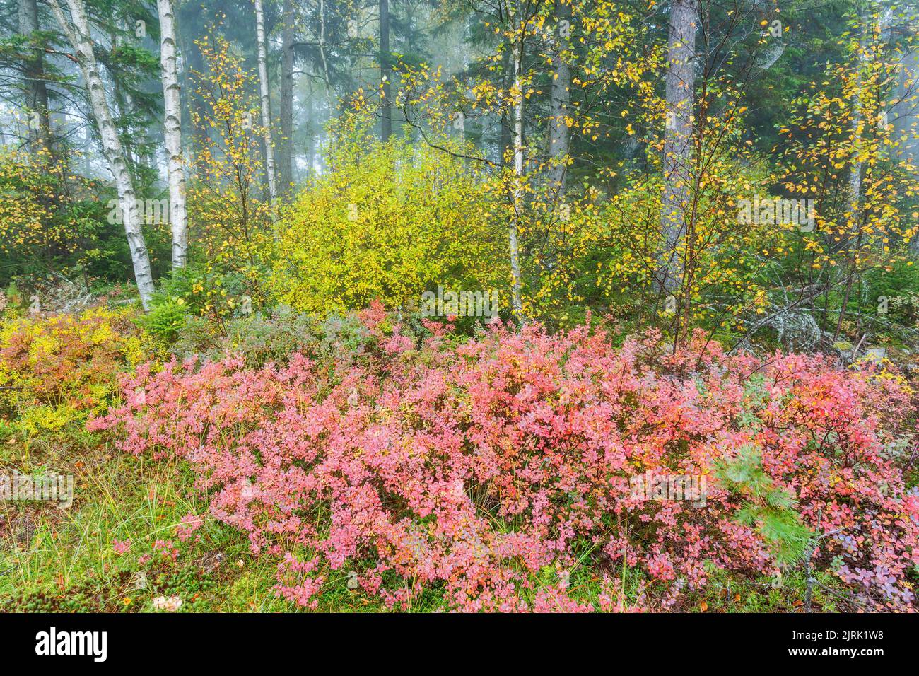 Autumn blueberry shrubs hi-res stock photography and images - Alamy
