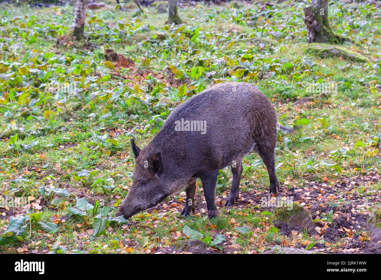 Wild boar pig hi-res stock photography and images - Alamy