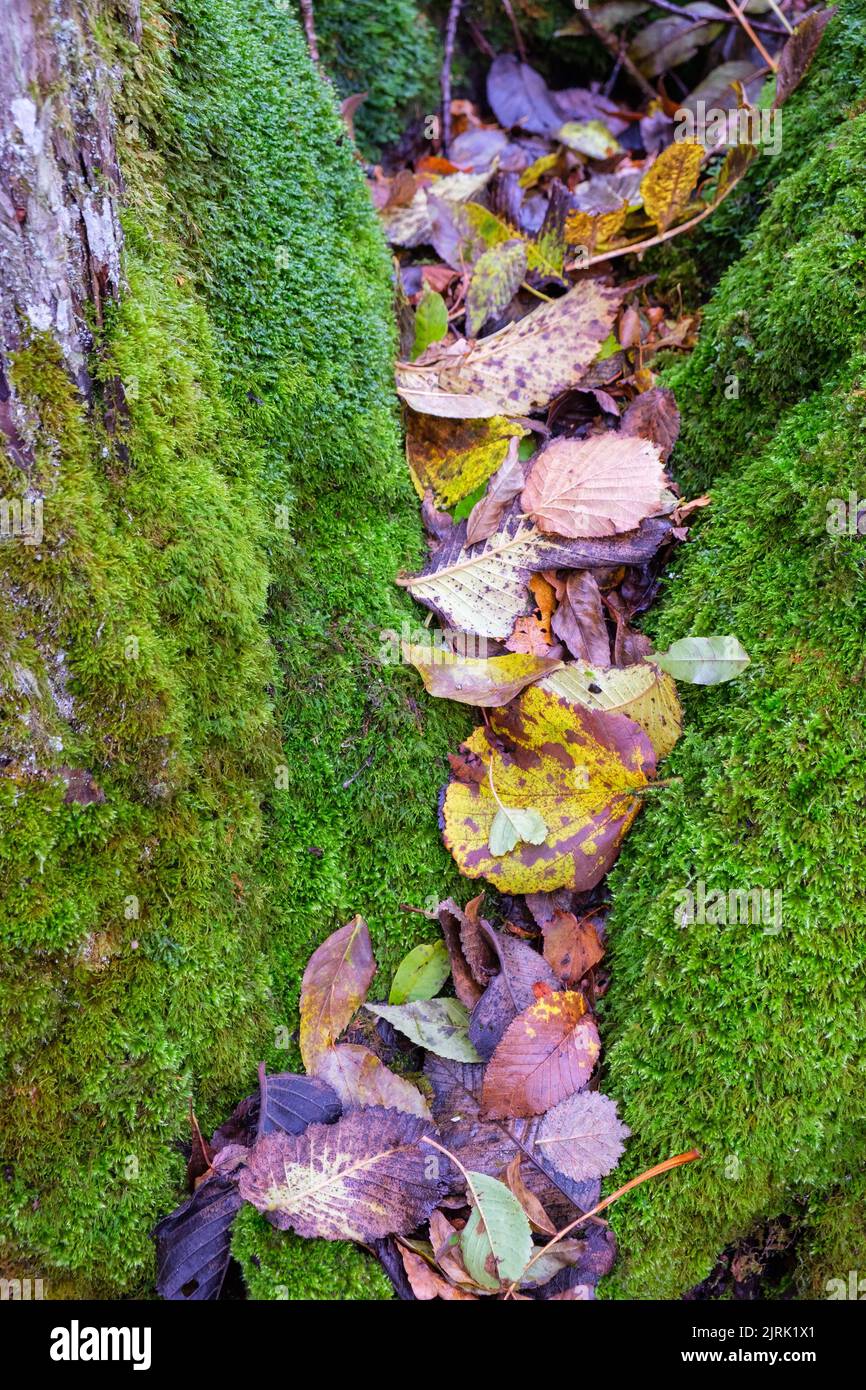 Crevice ground hi-res stock photography and images - Alamy