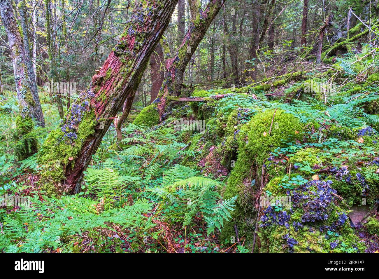 Green fern in an old growth forest with leaning trees Stock Photo - Alamy