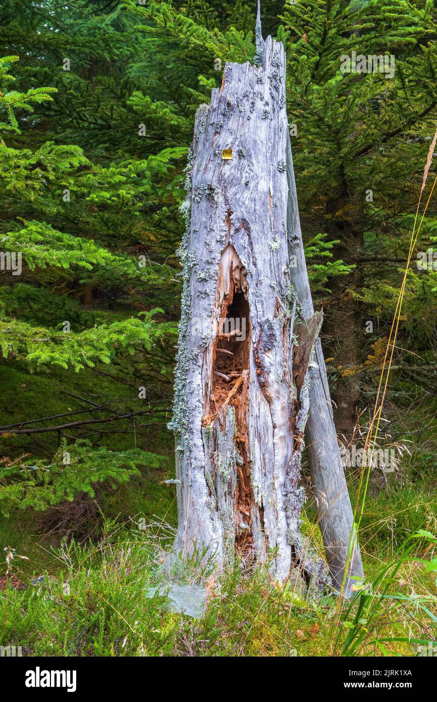Old gray tree stump with lichens in the forest Stock Photo - Alamy