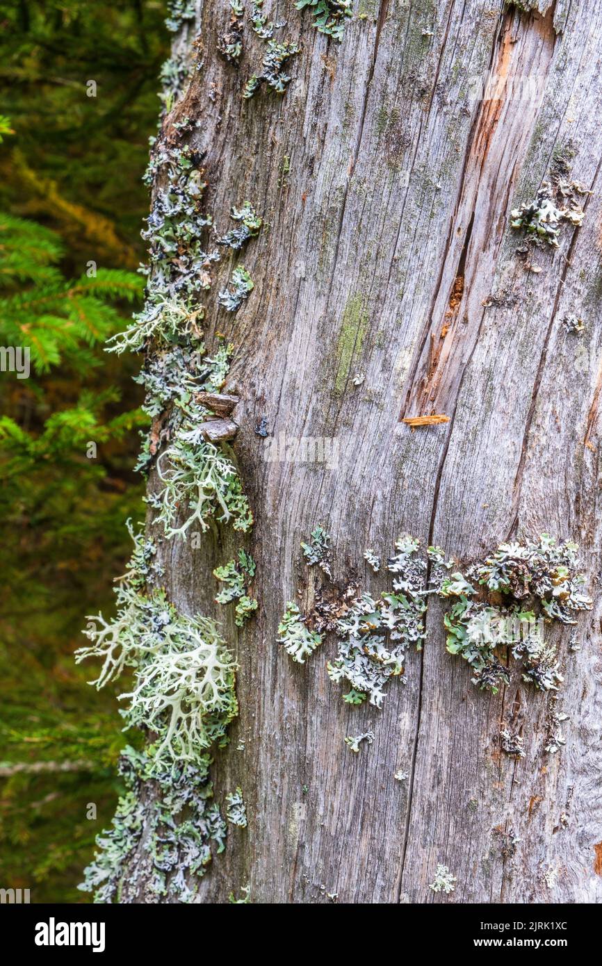 Old tree trunk with lichens growing on it Stock Photo - Alamy
