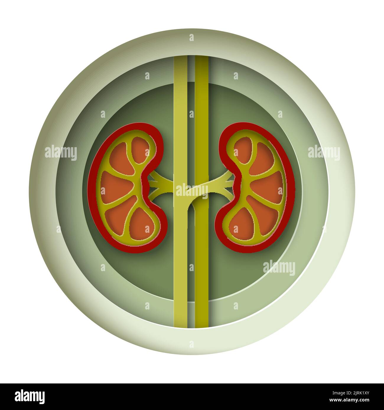 Kidney mechanism Stock Vector Images - Alamy