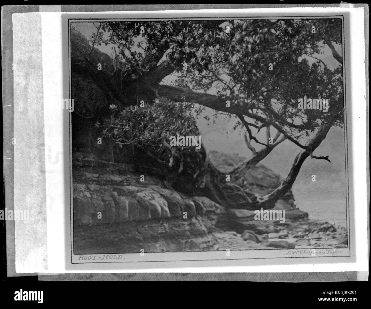 View of tree on rock outcrop, 1910-1958, by J.W. Chapman-Taylor, J.W ...