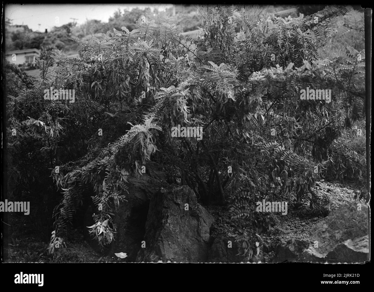 Red taylor Black and White Stock Photos & Images - Alamy