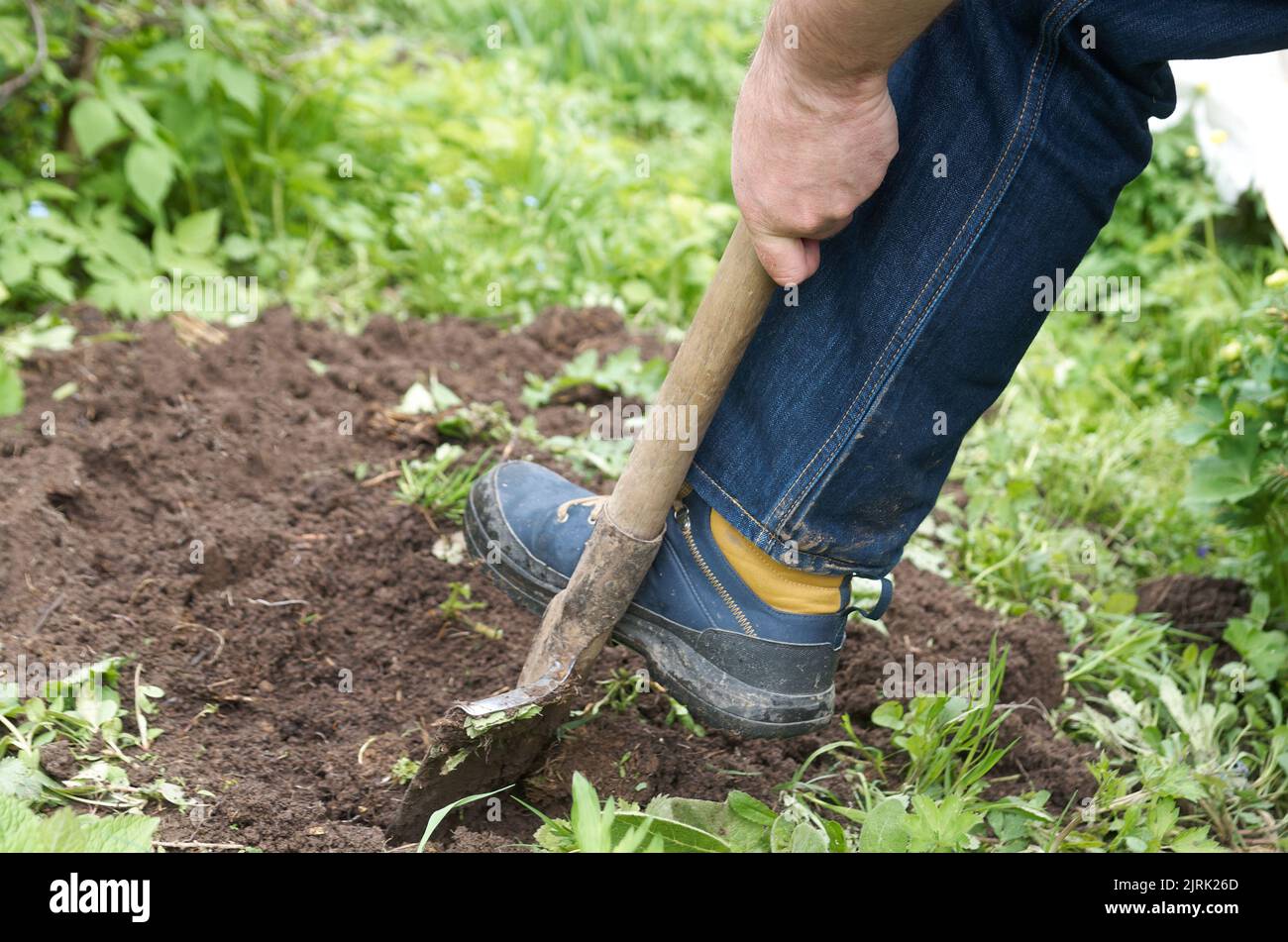 Human hands with shovel digging garden bed or farm. Farming, gardening ...