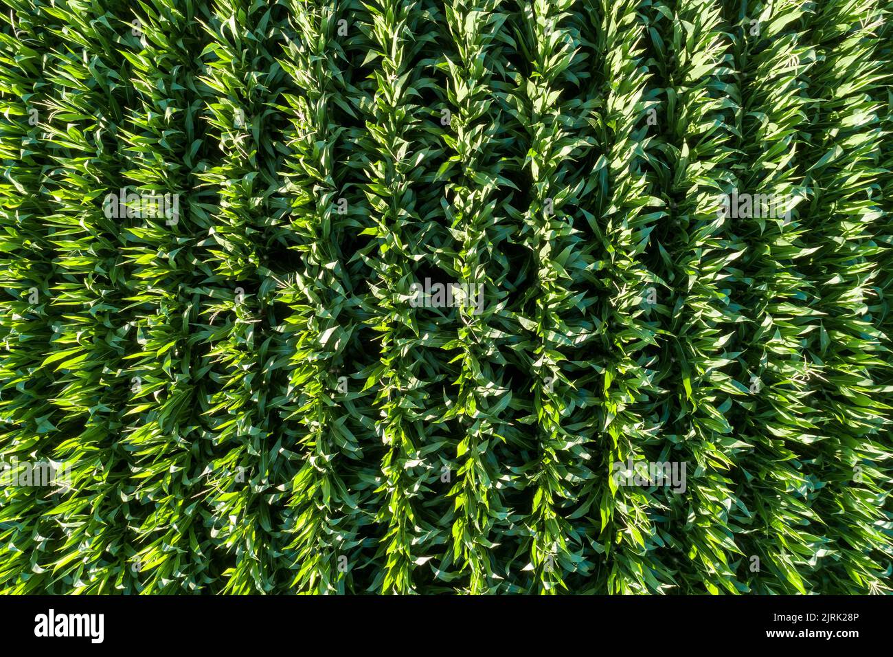 Corn field above hi-res stock photography and images - Alamy