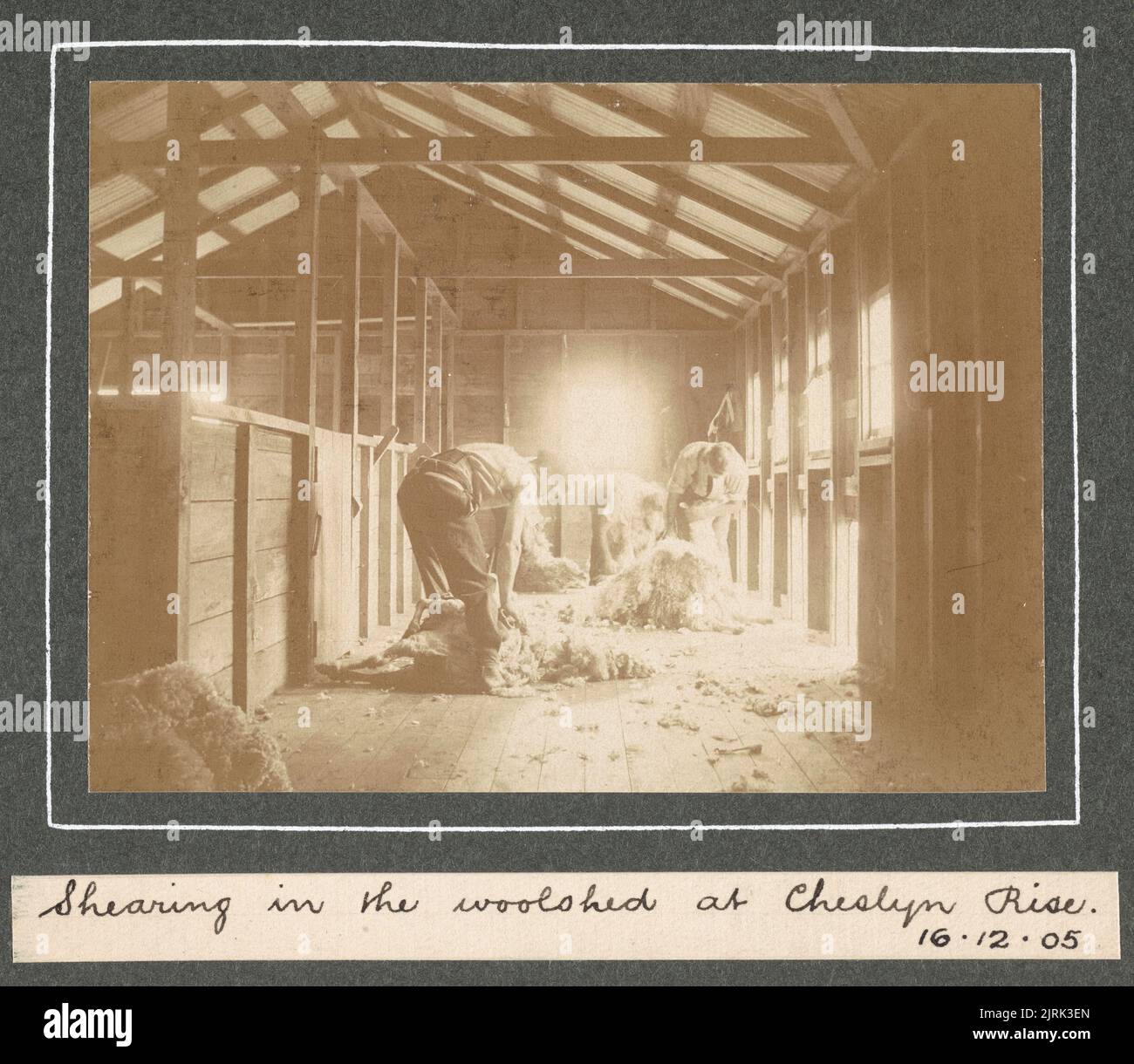 Shearing in the woolshed at cheslyn rise hi-res stock photography and ...