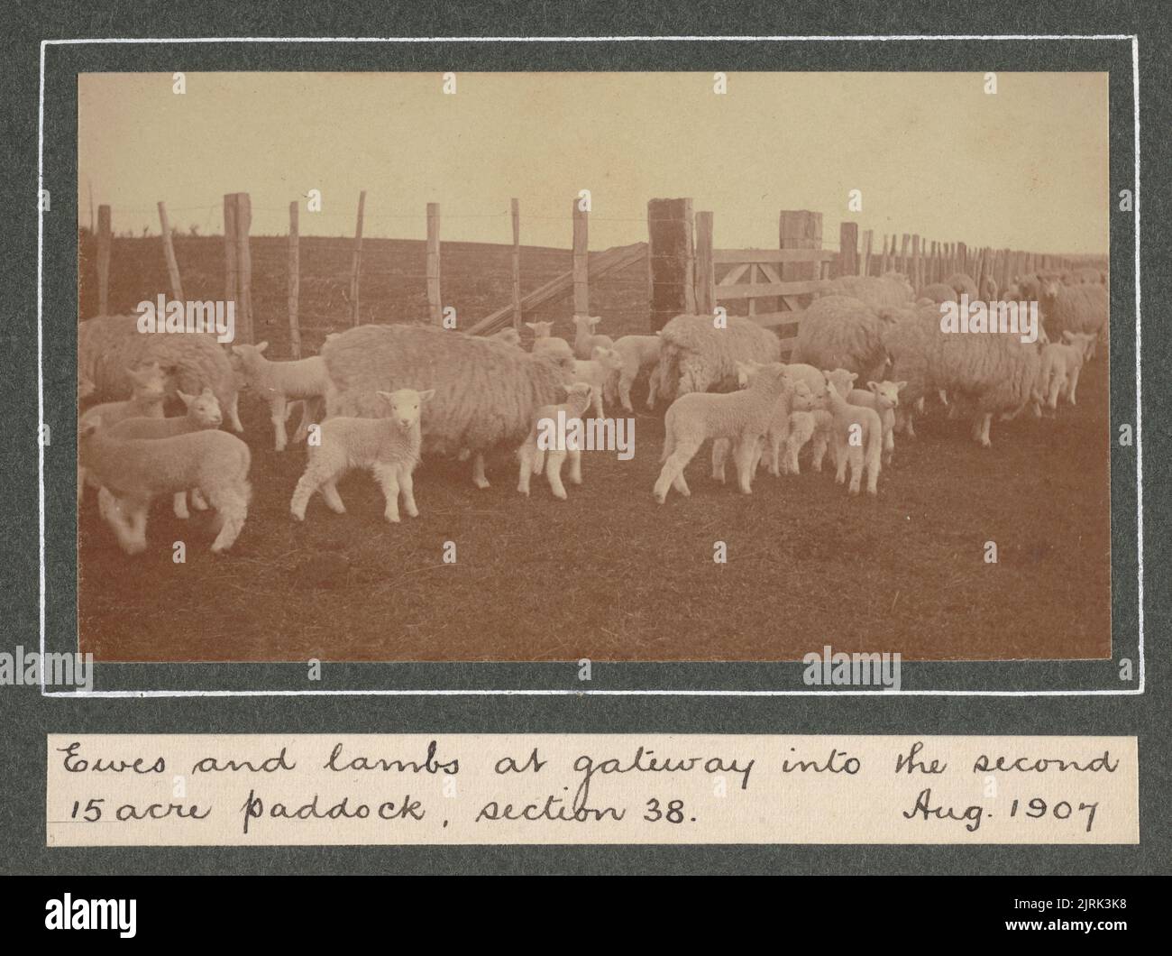 Ewes and lambs at gateway into the second 15 acre paddock, section 38 ...