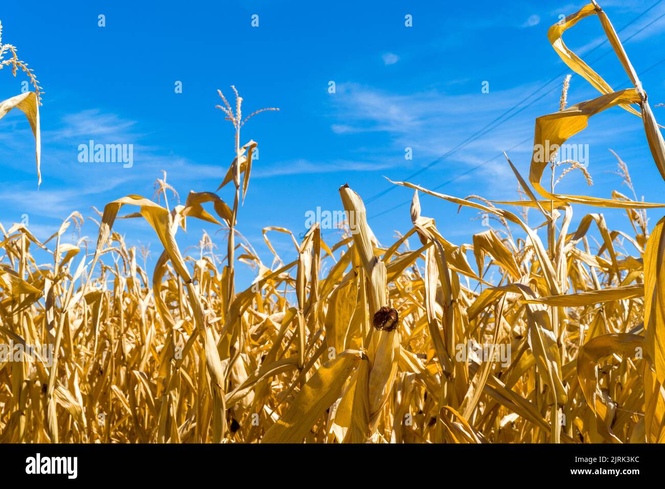 Corn stalks and cobs dried out by drought and climate change. France ...