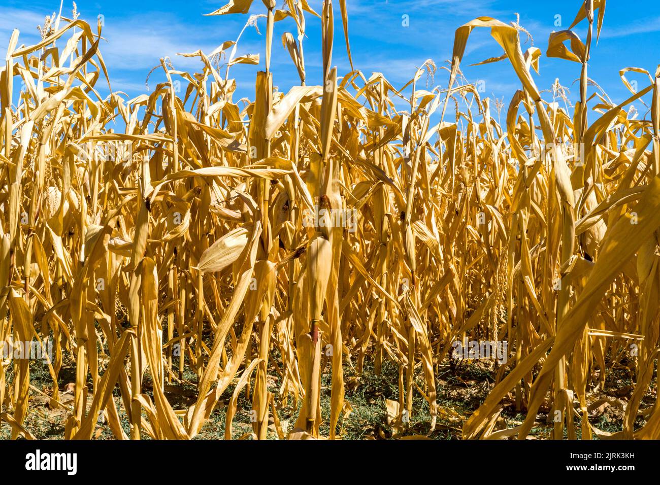 Corn stalks and cobs dried out by drought and climate change. France ...