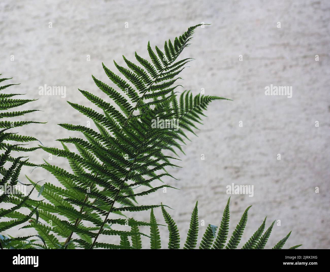 Fern classification hi-res stock photography and images - Alamy