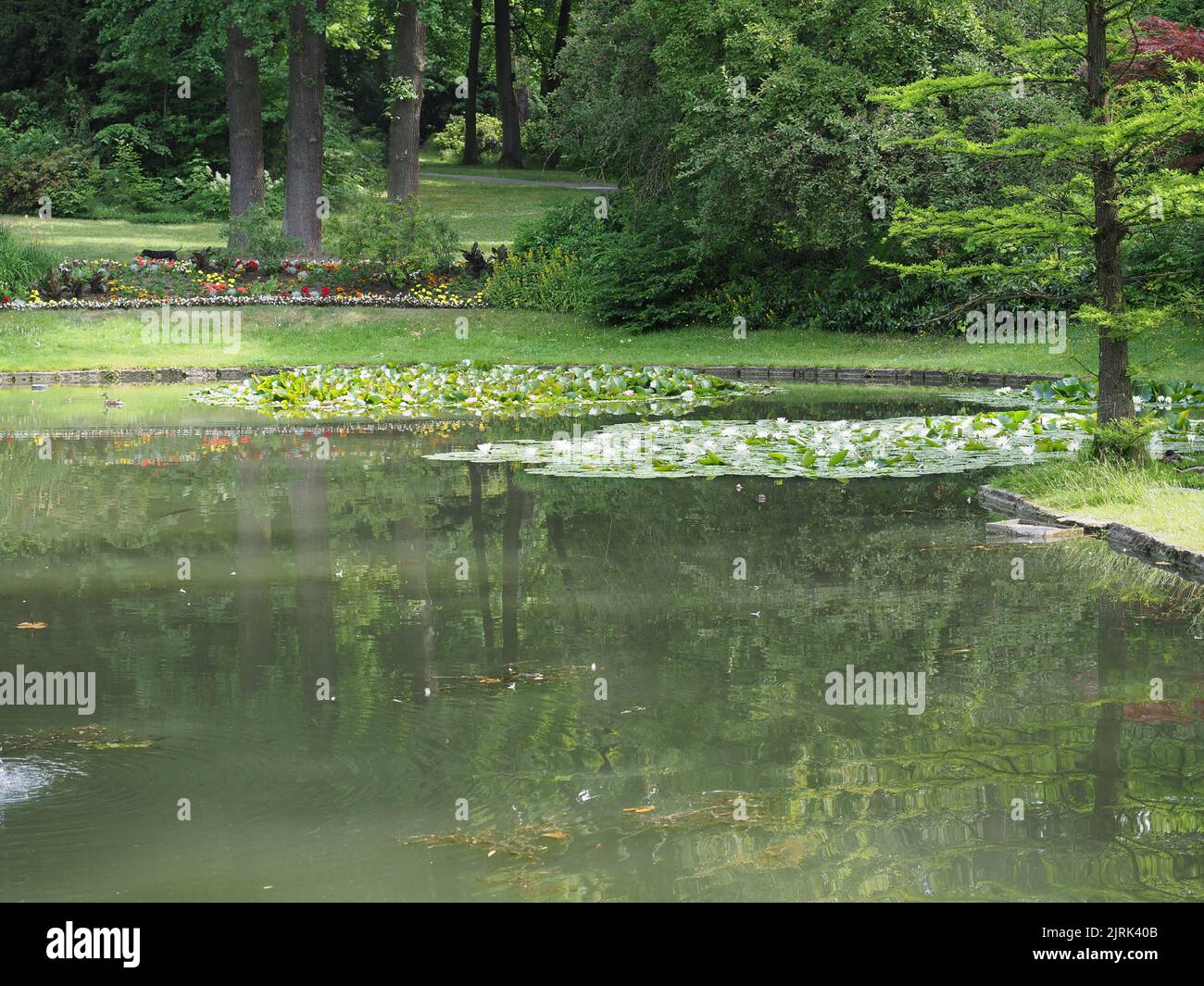 water lily plant scientific name Nymphaea in a pond of water Stock ...